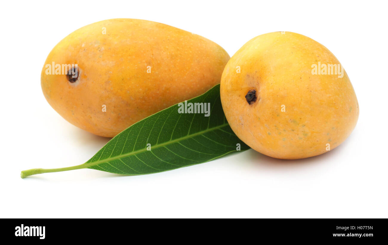 Green tropical leaves shadow Cut Out Stock Images & Pictures - Alamy