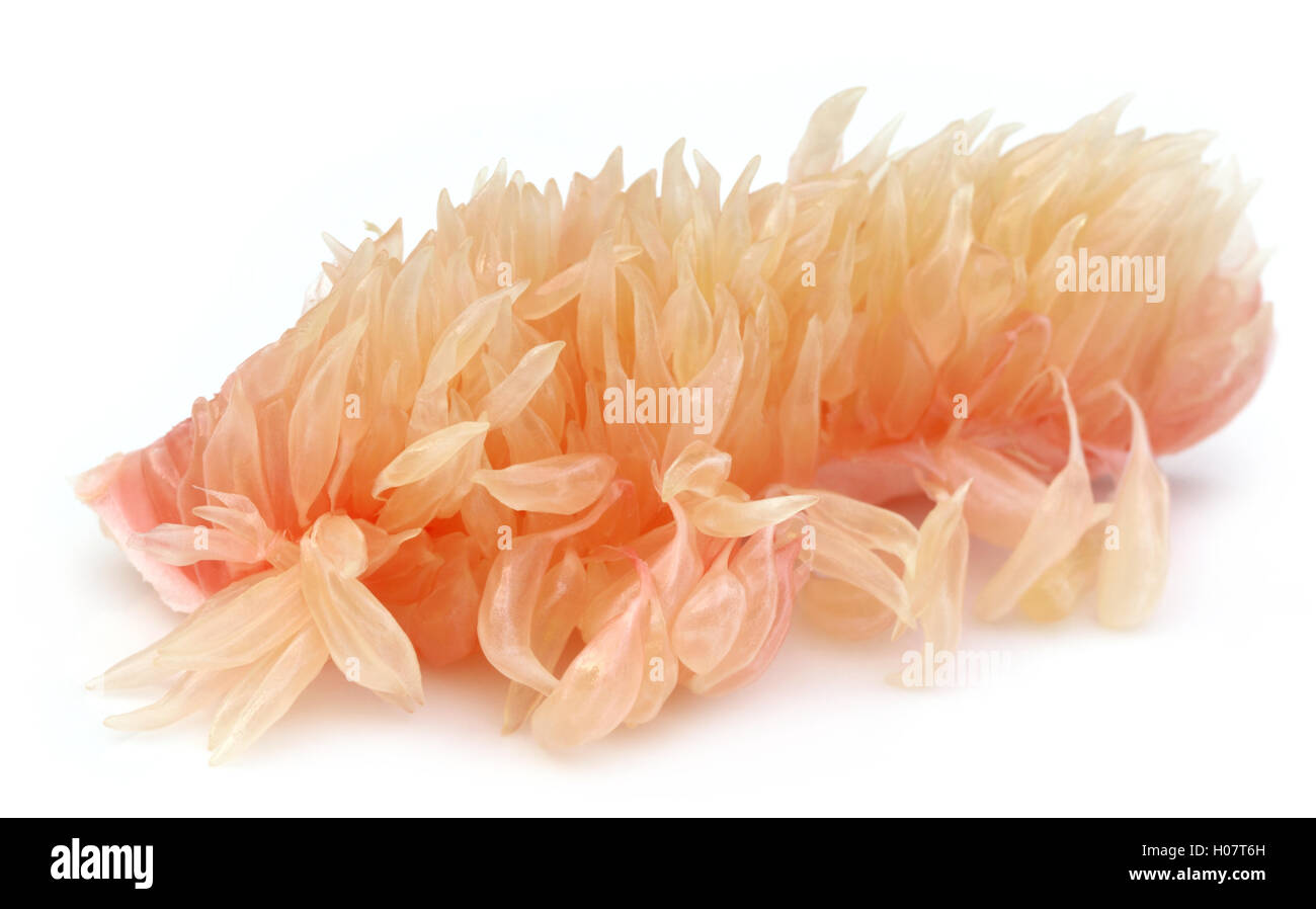 Shaddock citrus grandis hi-res stock photography and images - Alamy