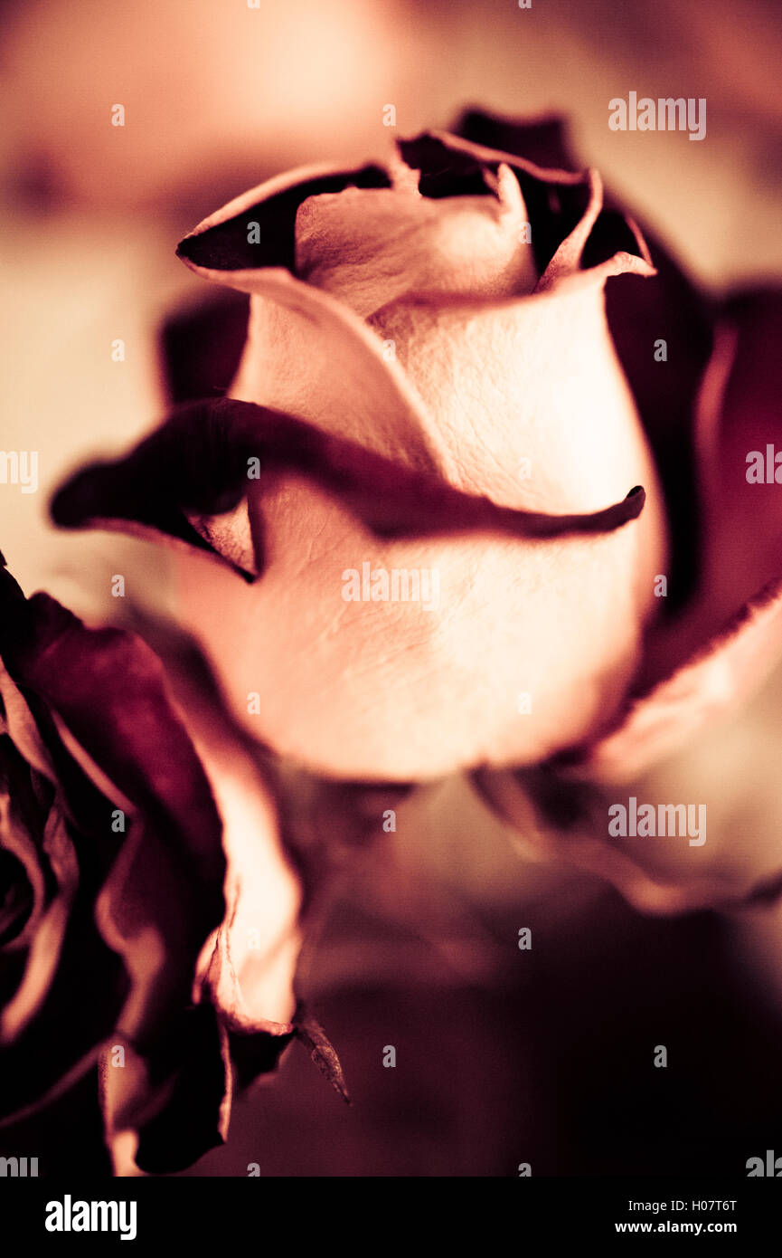Decaying rose flower Stock Photo - Alamy