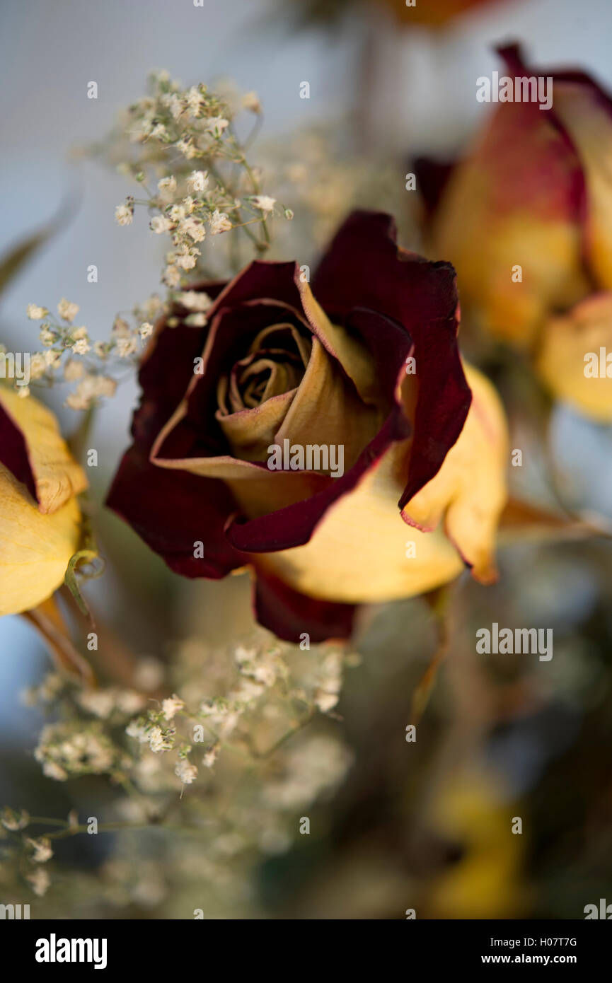 Decayed Rose High Resolution Stock Photography and Images - Alamy