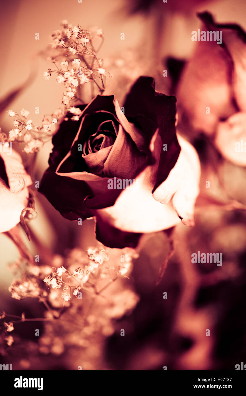 Decaying rose flower Stock Photo - Alamy