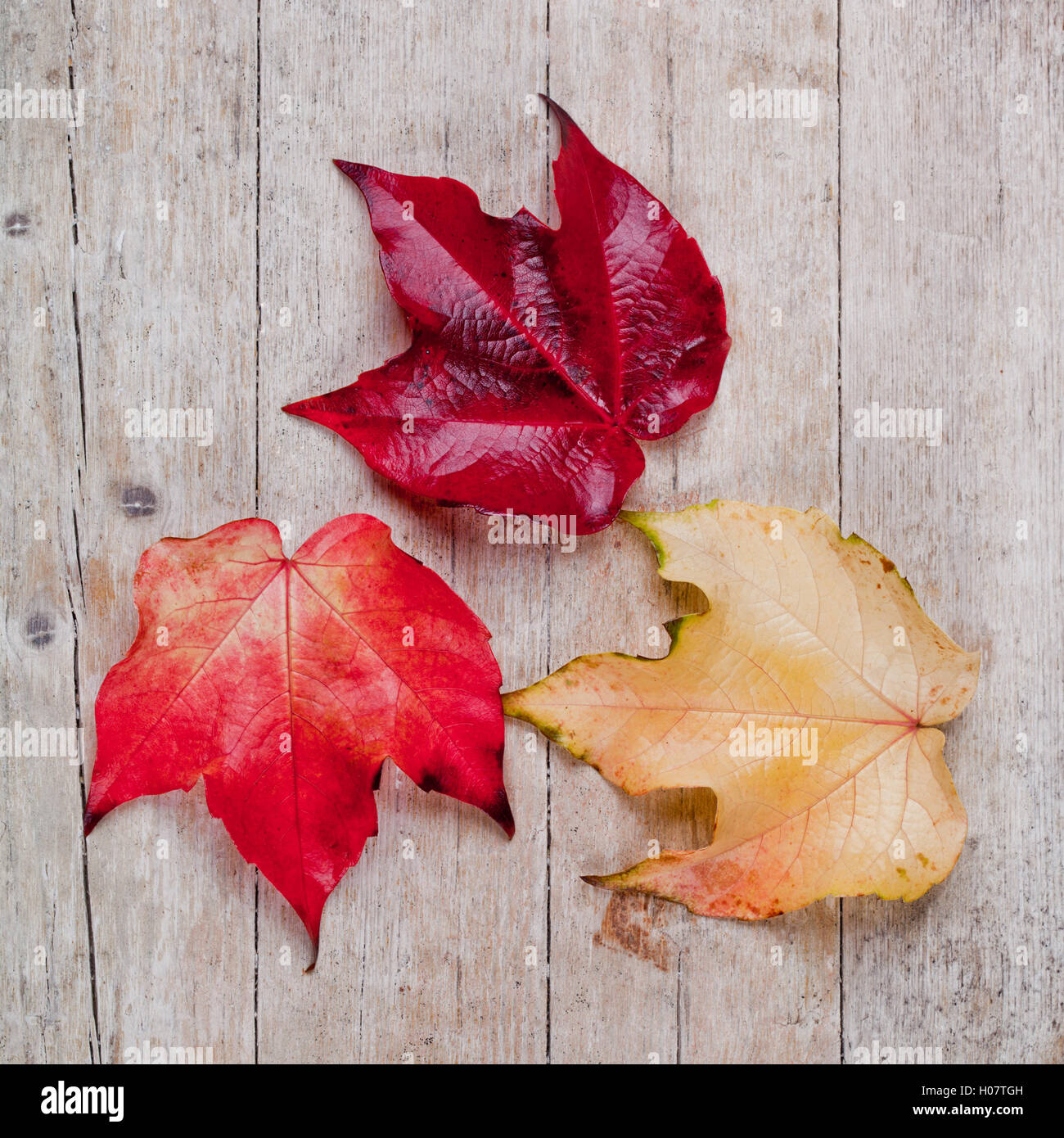 three autumn leaves Stock Photo - Alamy