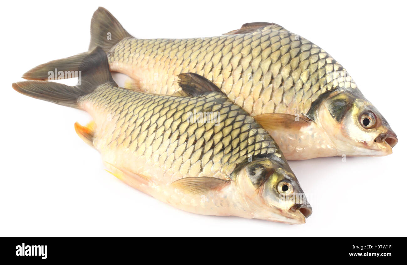 Systomus sarana Cut Out Stock Images & Pictures - Alamy