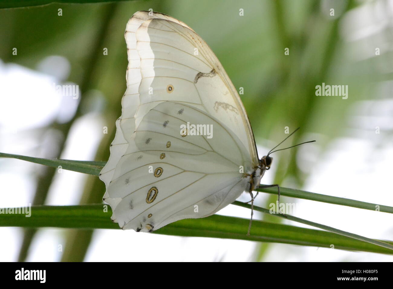 White morpho morpho polyphemus hi-res stock photography and images - Alamy