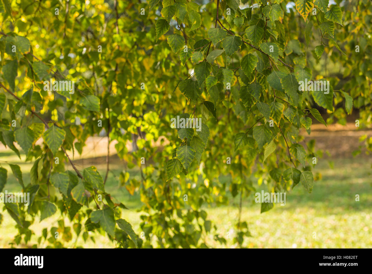 Atumn leaves of birch on a slow wind Stock Photo - Alamy