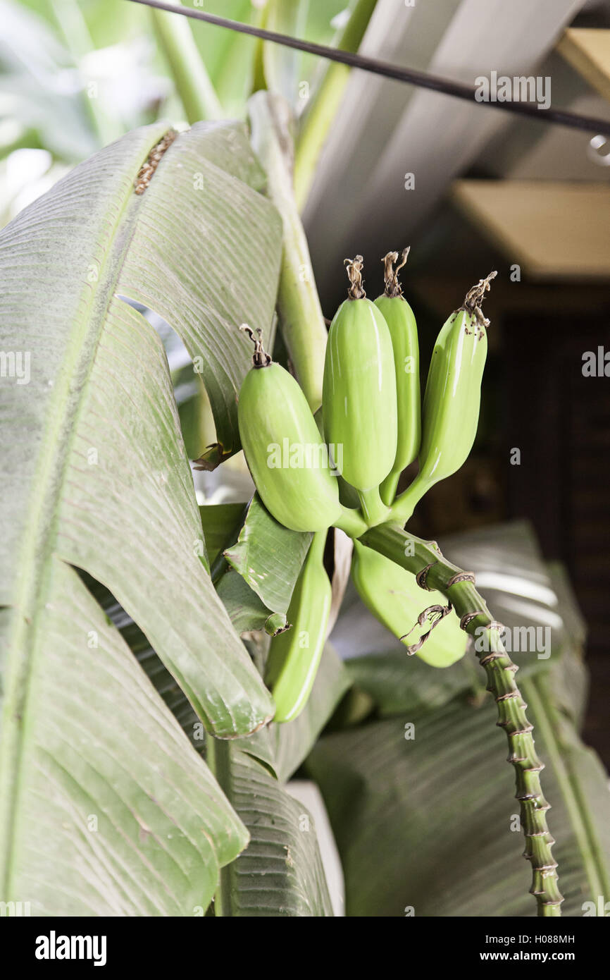 Unripe bananas in jungle close hi-res stock photography and images - Alamy
