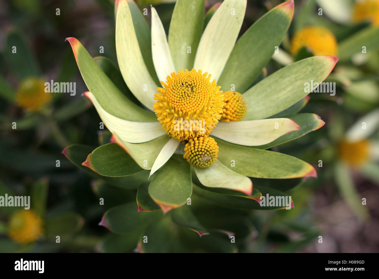 Proteale hi-res stock photography and images - Alamy