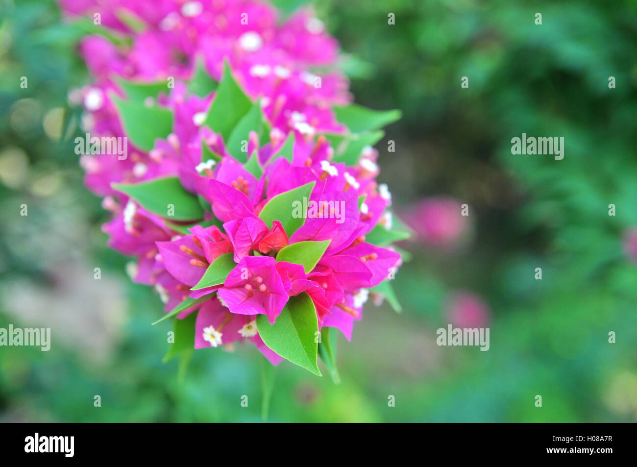 Bougainvillea bonsai tree hi-res stock photography and images - Alamy