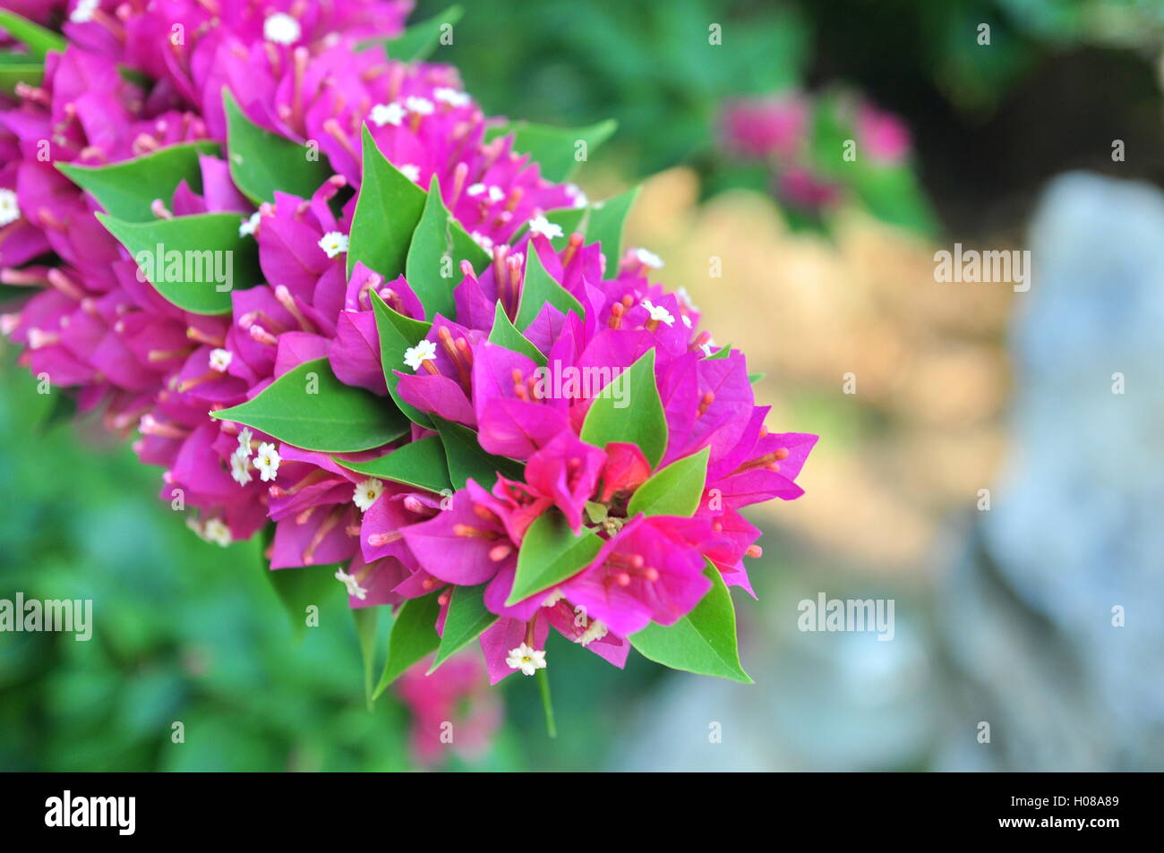 Bougainvillea bonsai tree hi-res stock photography and images - Alamy