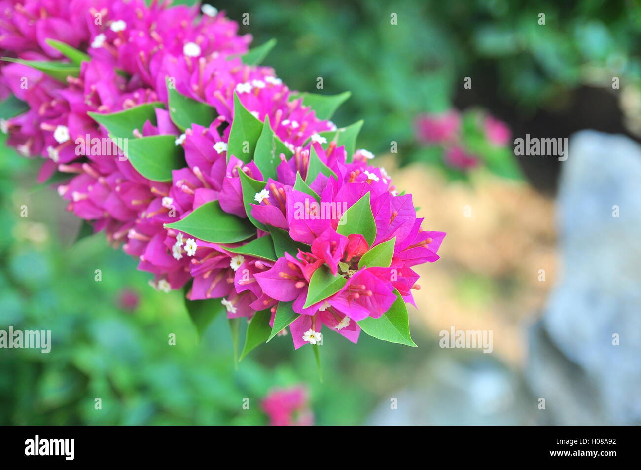 Bougainvillea bonsai tree hi-res stock photography and images - Alamy