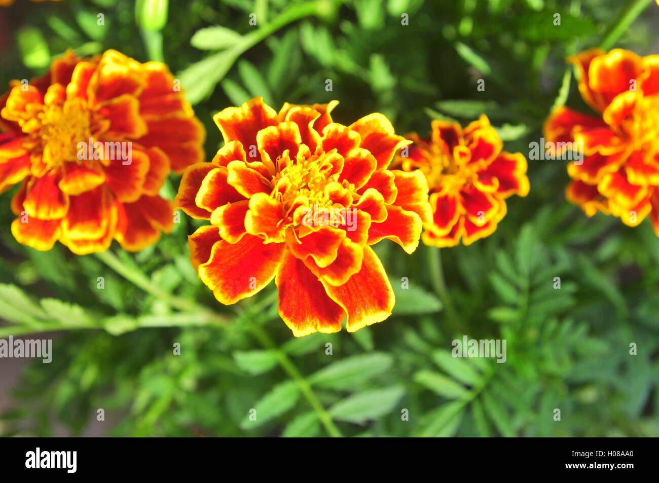 Red carnation flowers Stock Photo - Alamy