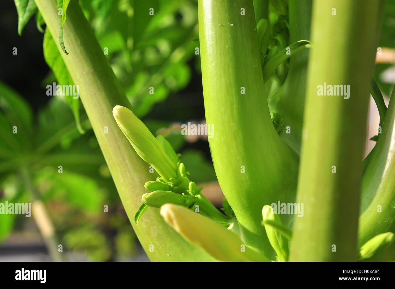 Papaya buds hi-res stock photography and images - Alamy