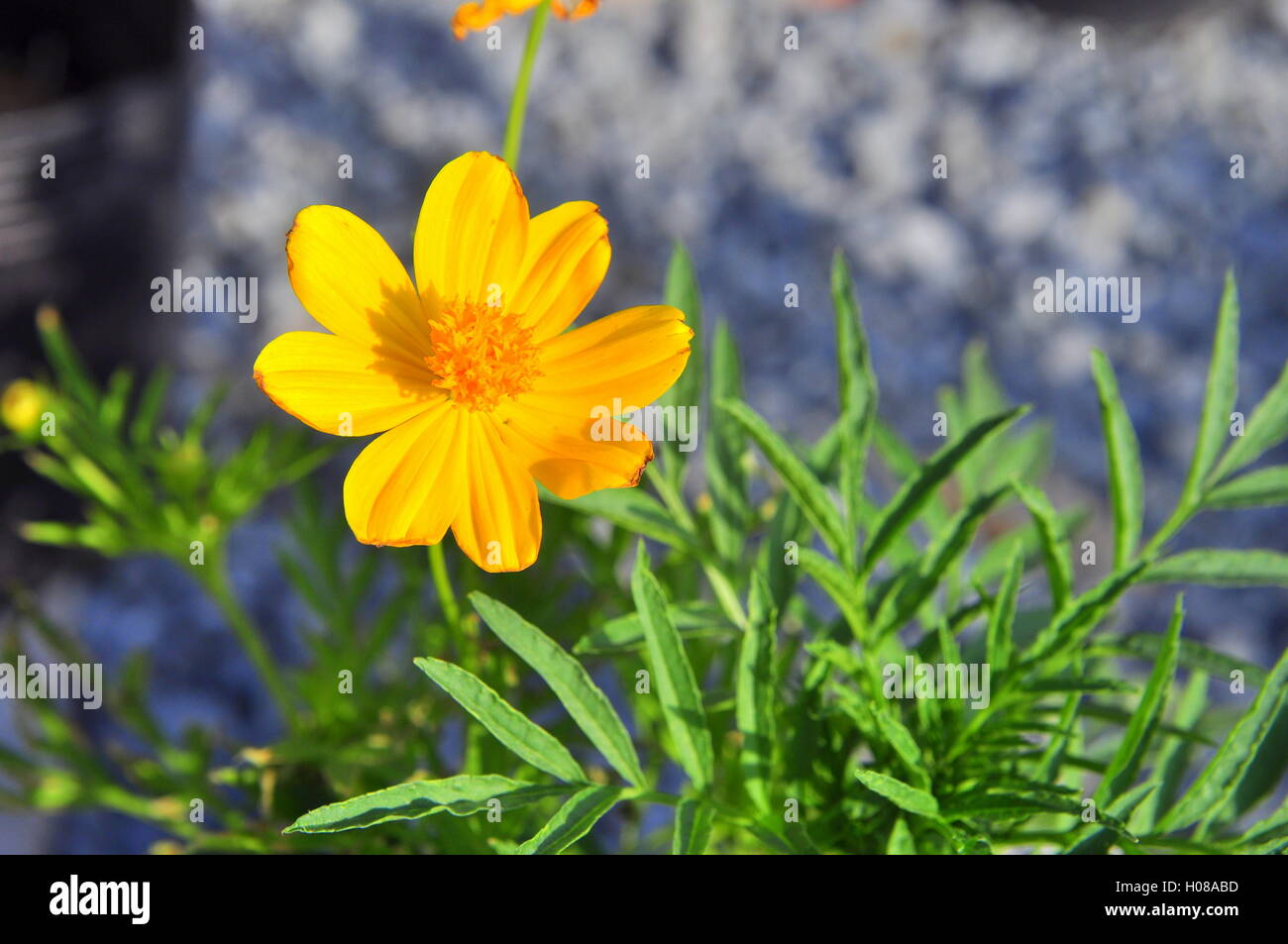 Coreopsis grandiflora early hi-res stock photography and images - Alamy