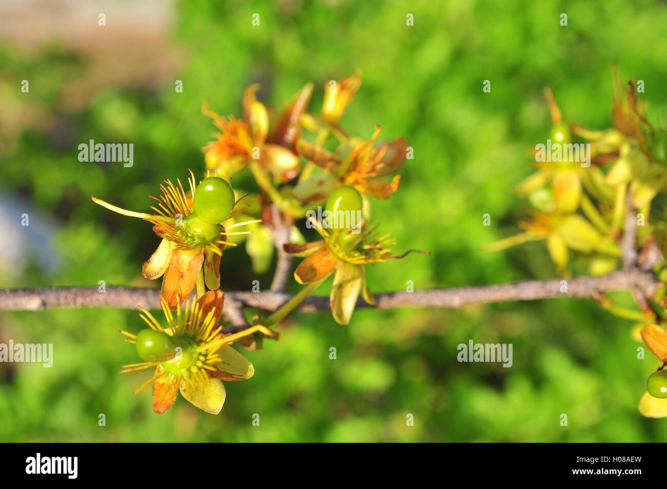 Green apricot bud in the sun Stock Photo - Alamy