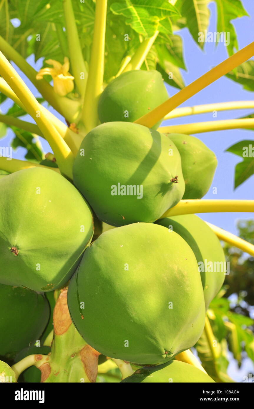 Green papaya fruits on the tree Stock Photo - Alamy