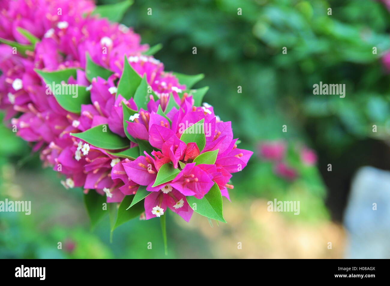 Bougainvillea bonsai tree hi-res stock photography and images - Alamy