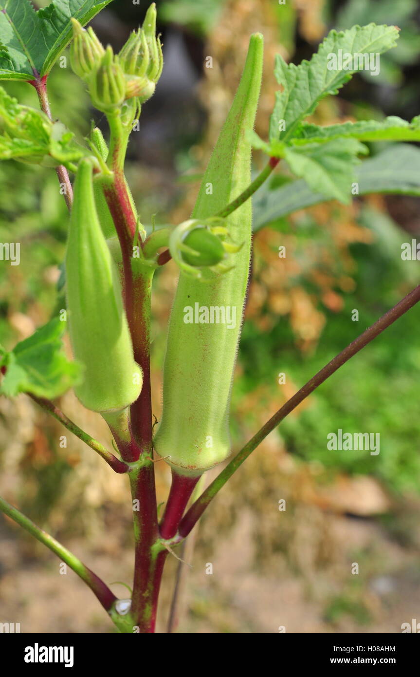 Okra or Okro plant and fruit Stock Photo - Alamy