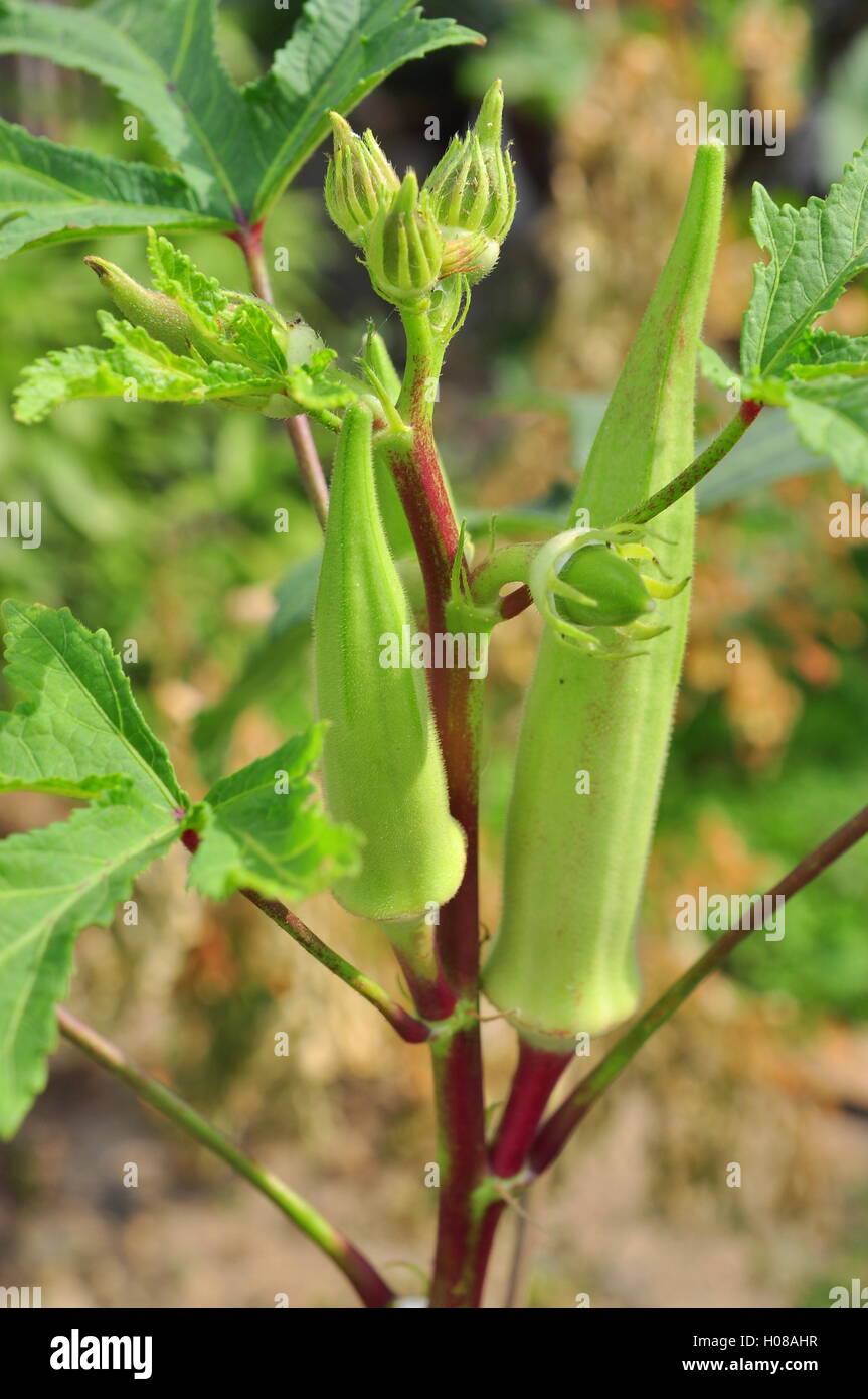 Okra or Okro plant and fruit Stock Photo - Alamy