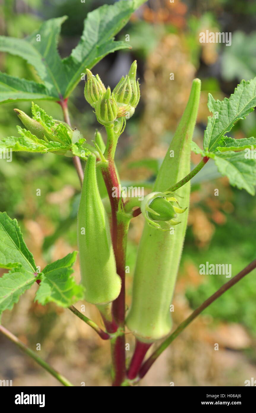 Okra or Okro plant and fruit Stock Photo - Alamy