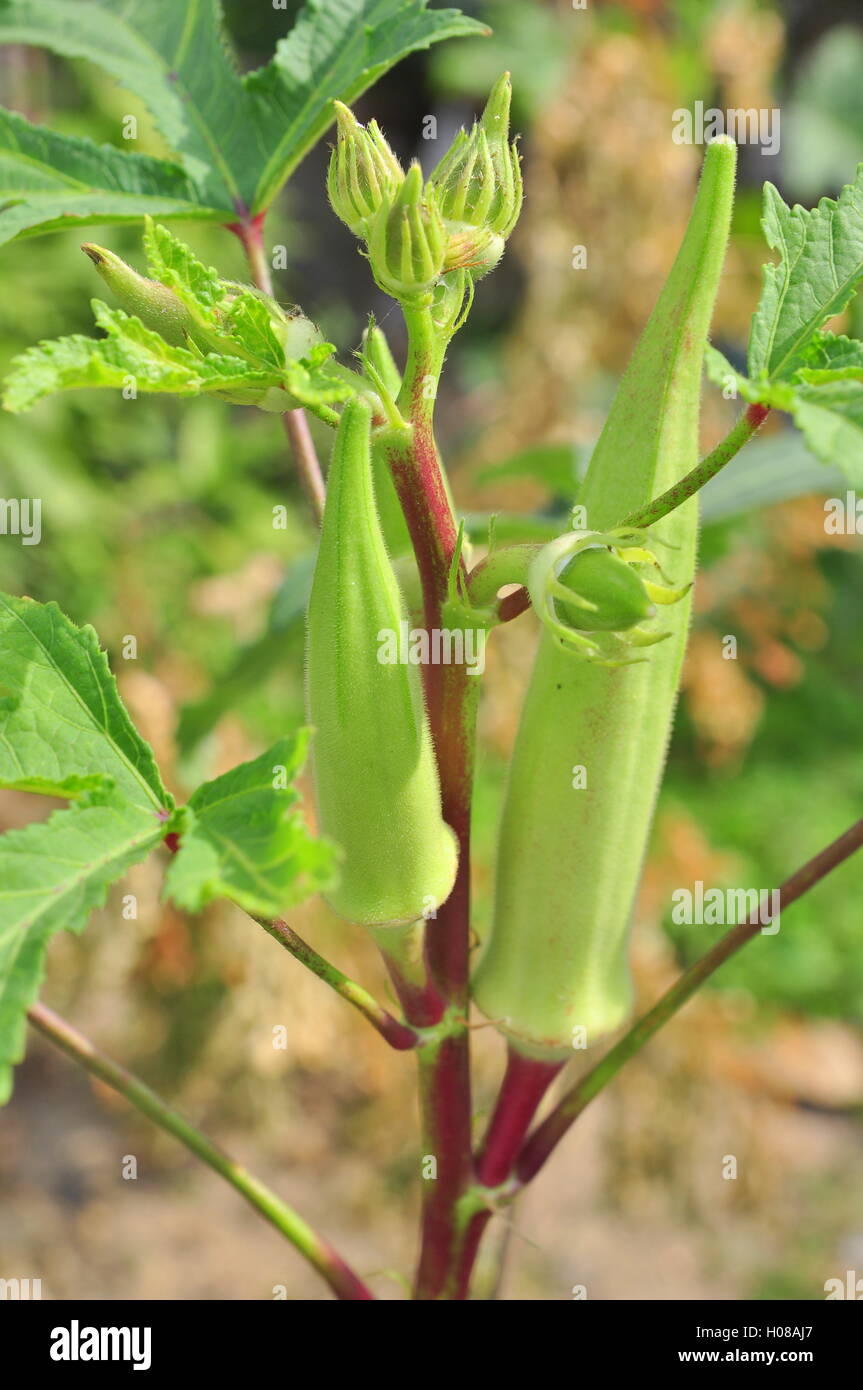 Okra or Okro plant and fruit Stock Photo - Alamy