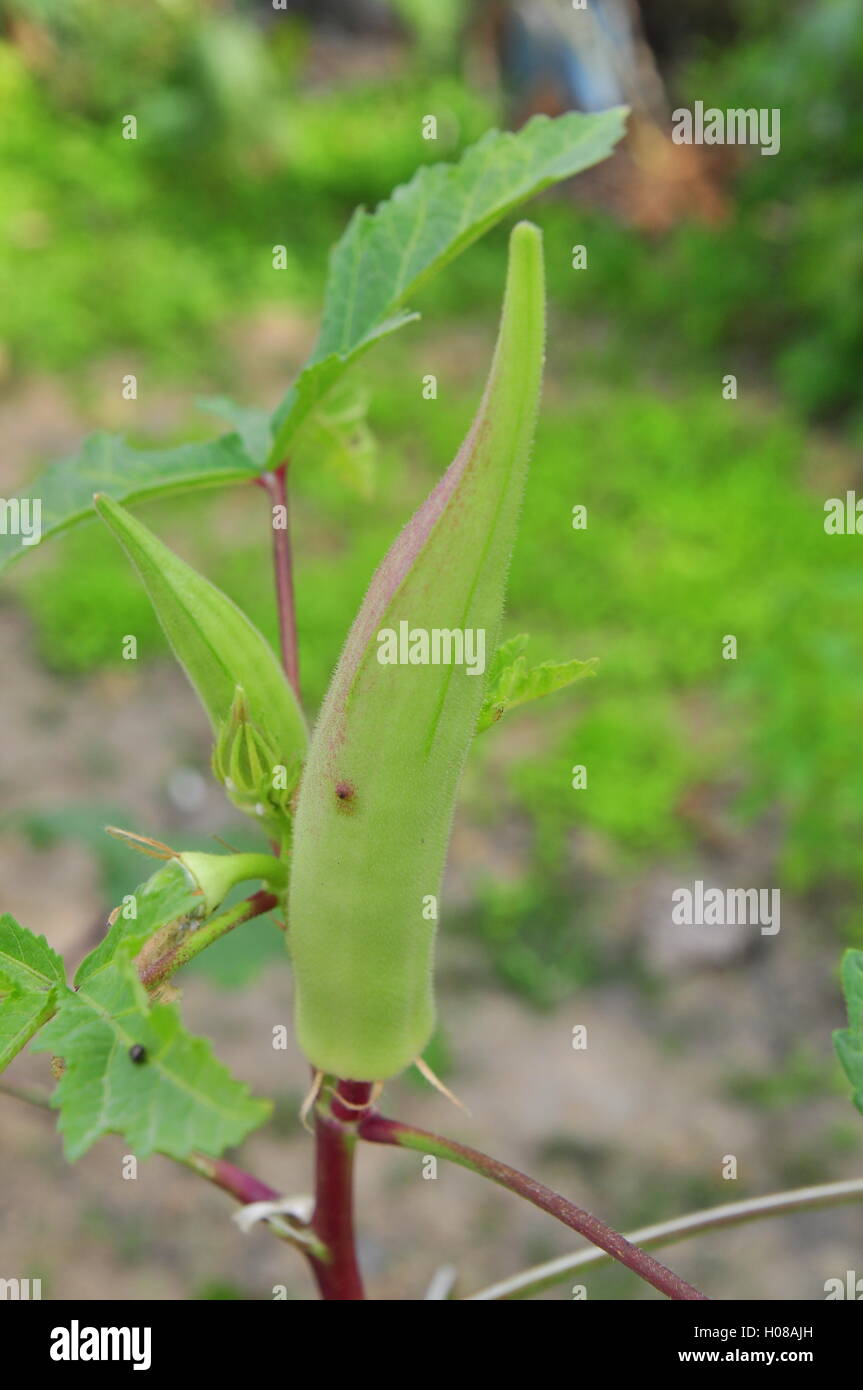 Okra or Okro plant and fruit Stock Photo - Alamy