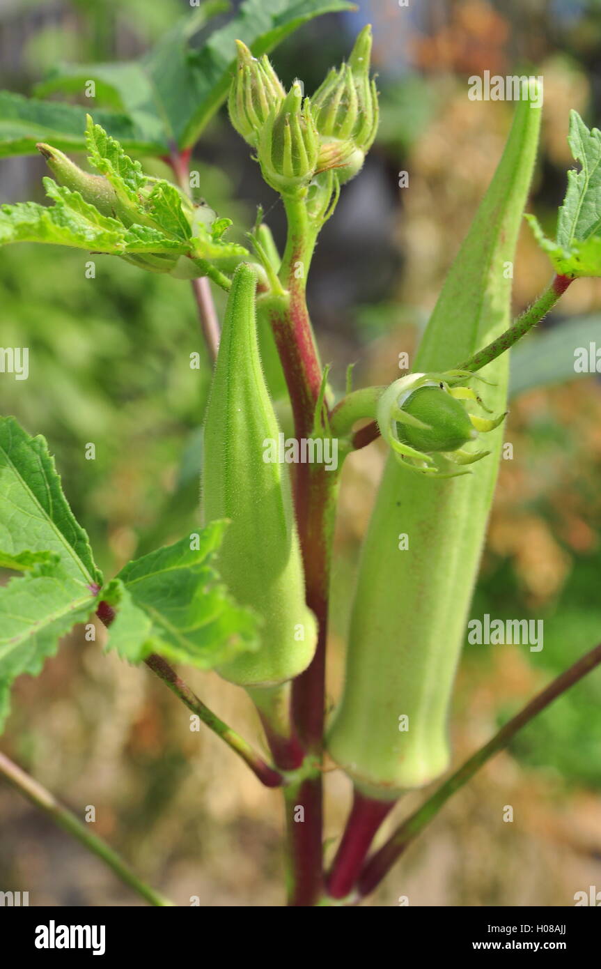 Okra or Okro plant and fruit Stock Photo - Alamy