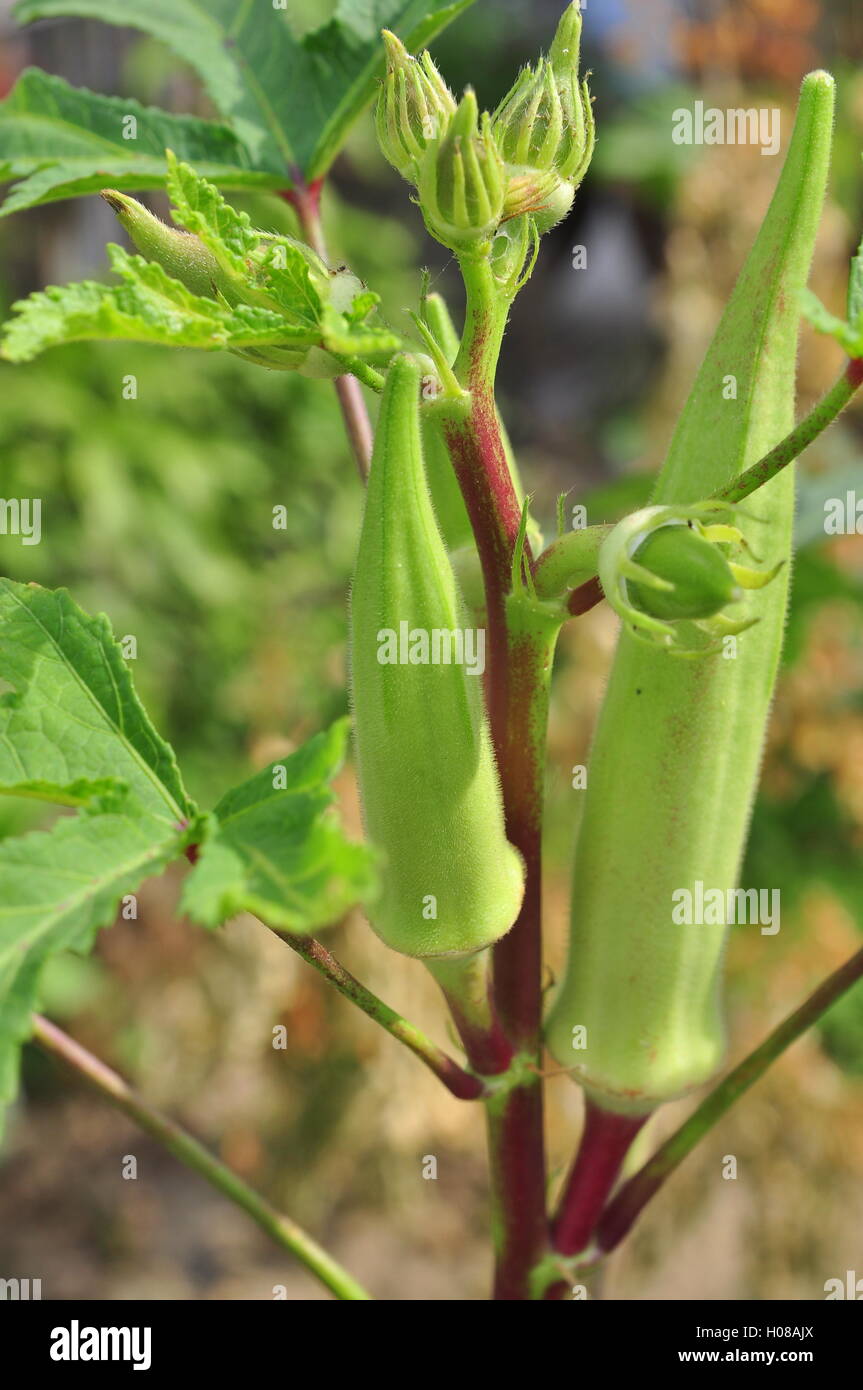 Okra or Okro plant and fruit Stock Photo - Alamy