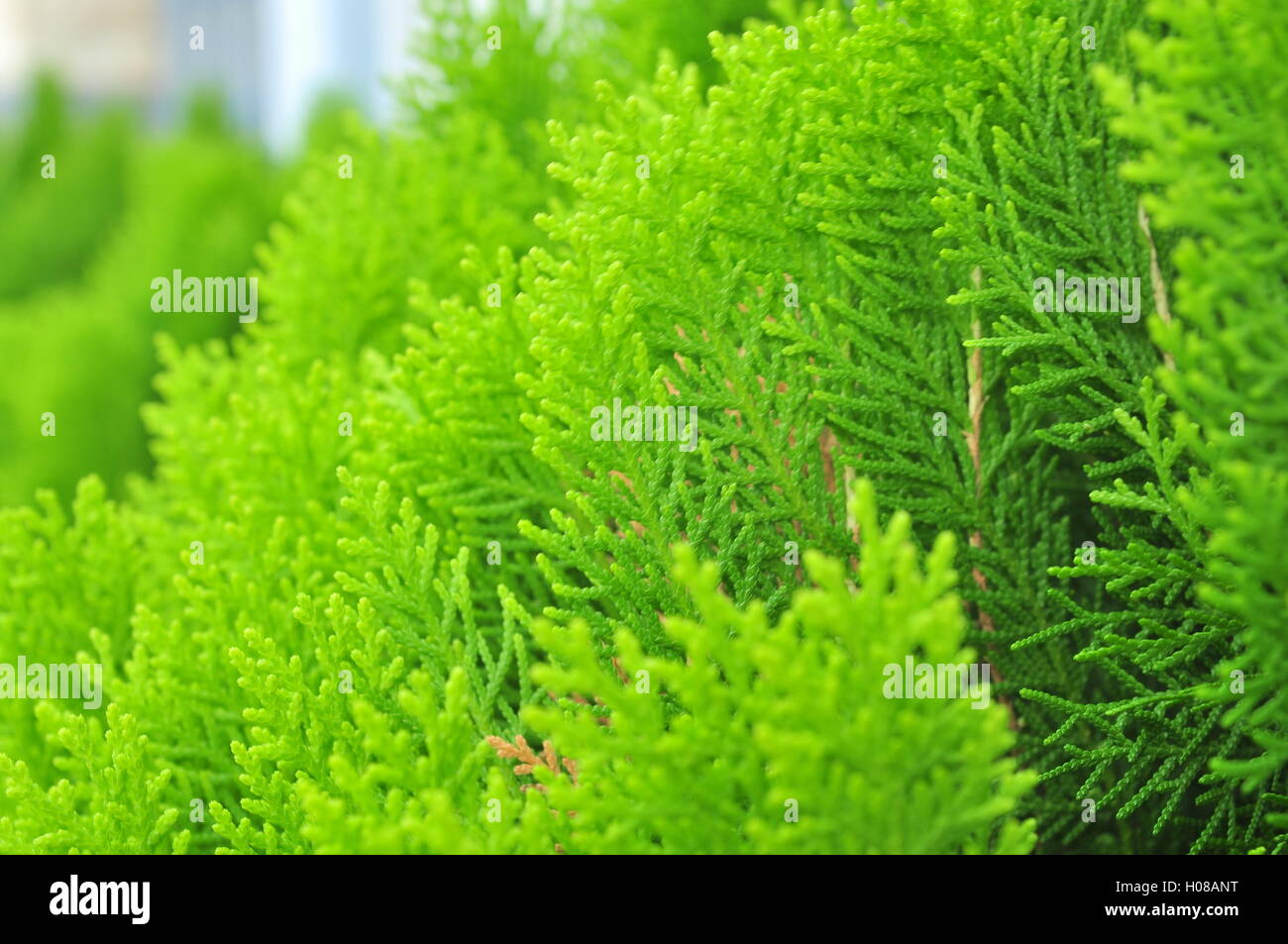 Platycladus orientalis plant Stock Photo - Alamy