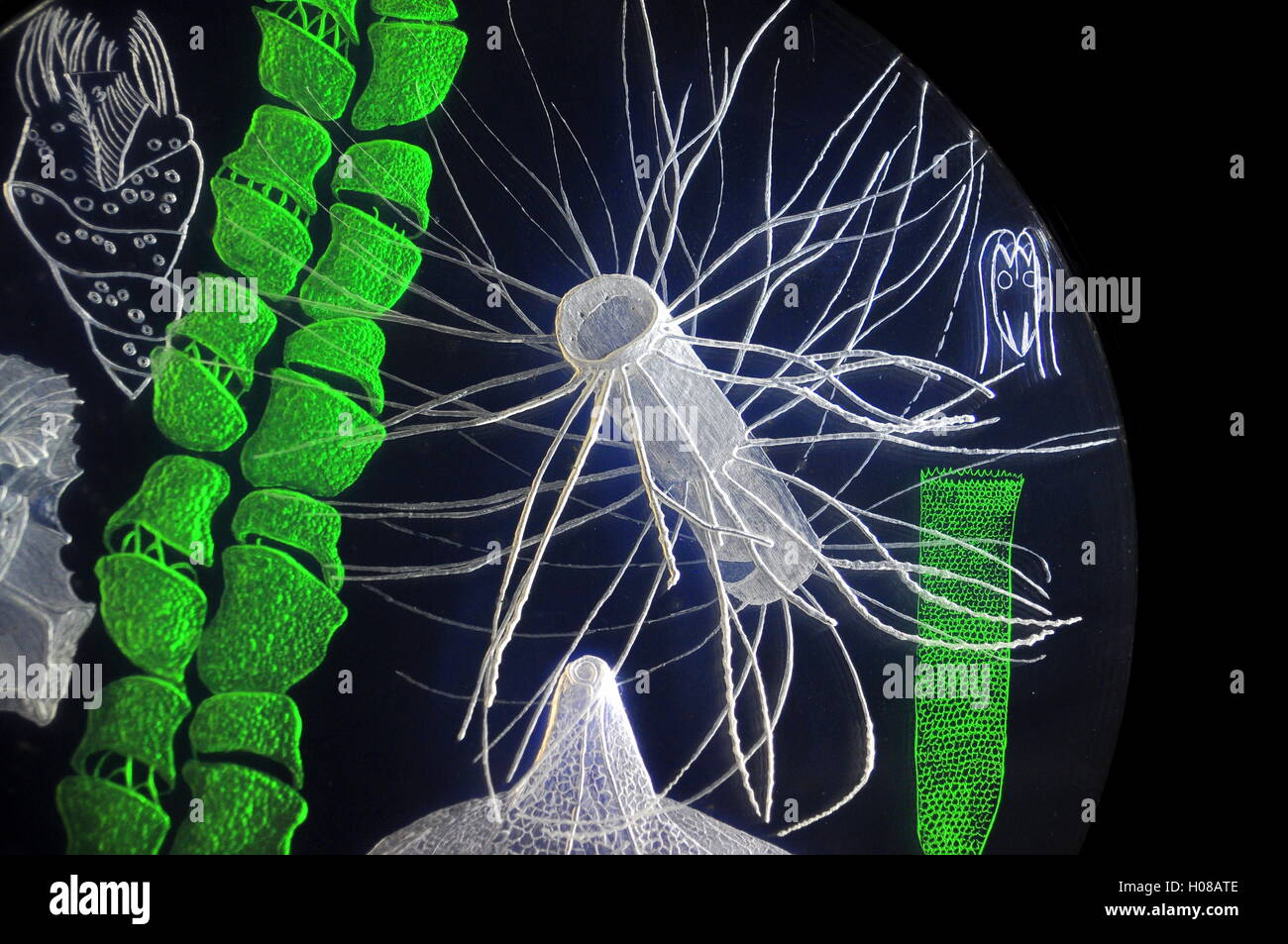 A model of bacteria Stock Photo - Alamy