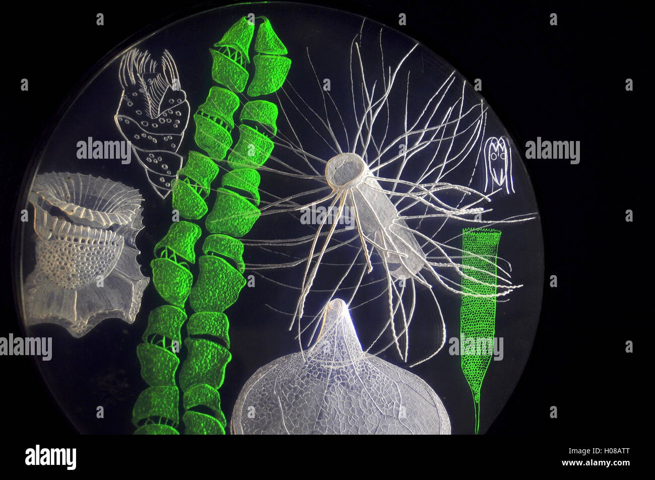 A model of bacteria Stock Photo - Alamy