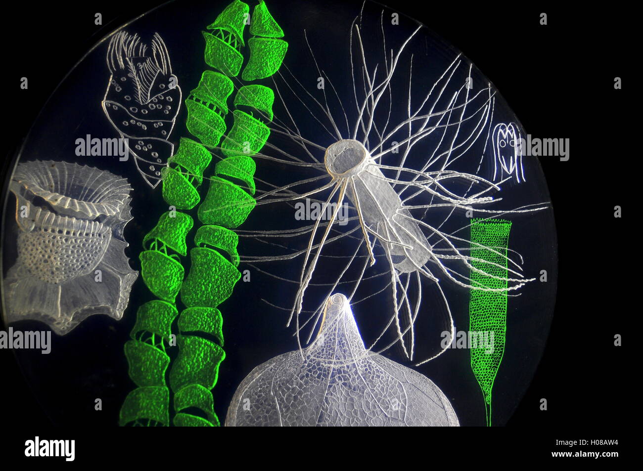 A model of bacteria Stock Photo - Alamy