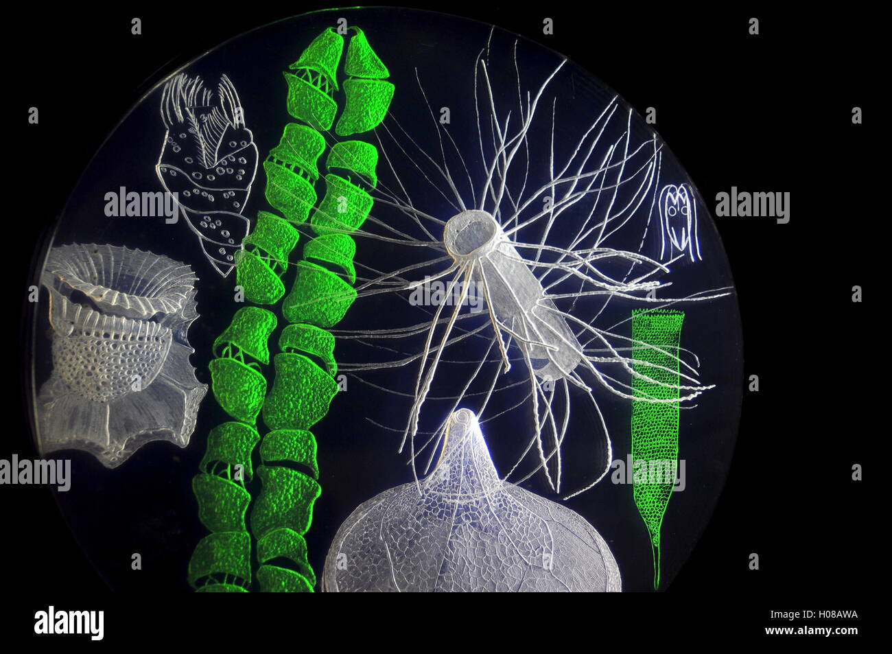 A model of bacteria Stock Photo - Alamy
