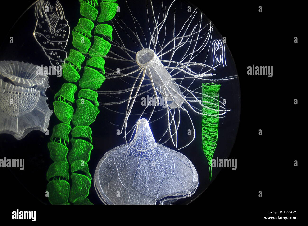 A model of bacteria Stock Photo - Alamy