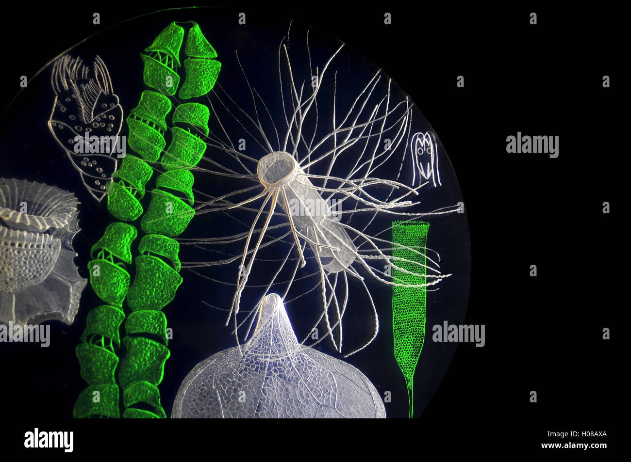 A model of bacteria Stock Photo - Alamy