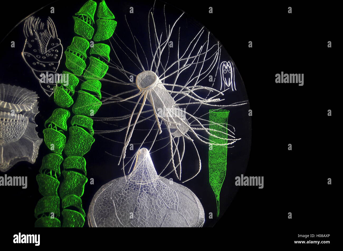 A model of bacteria Stock Photo - Alamy