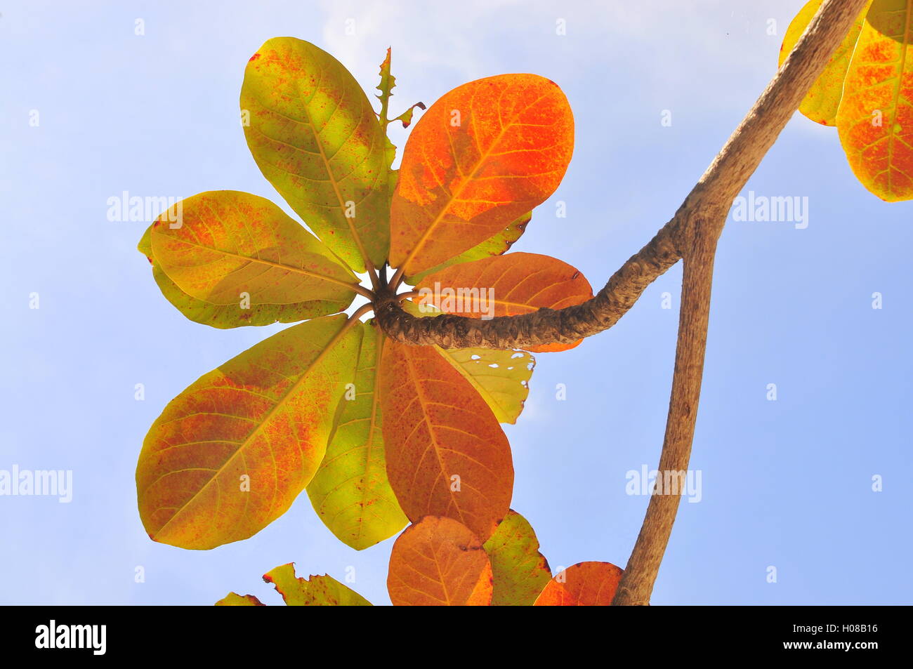 Tropical Almond Tree High Resolution Stock Photography and Images - Alamy