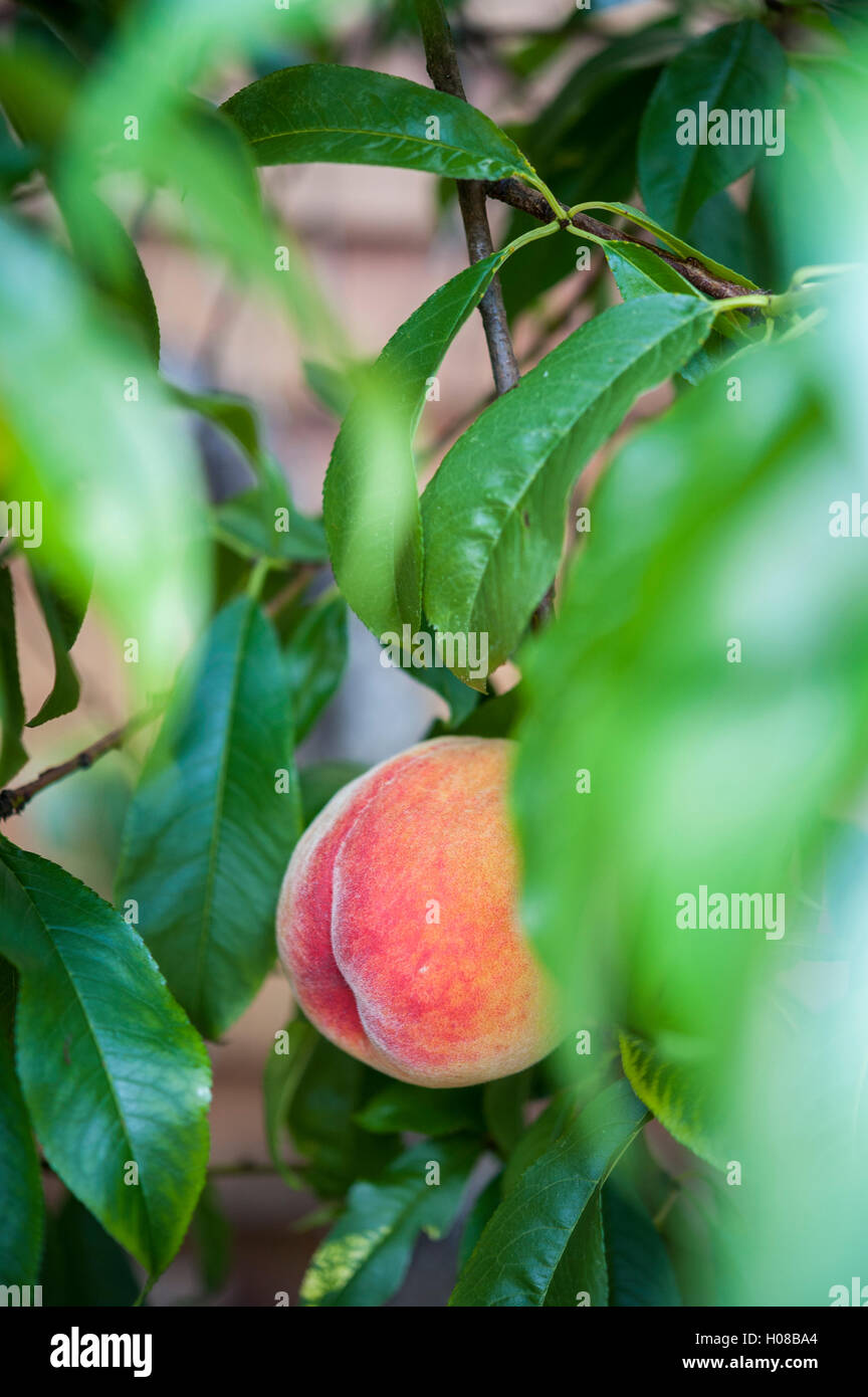 Single ripe peach growing in peach tree Stock Photo - Alamy