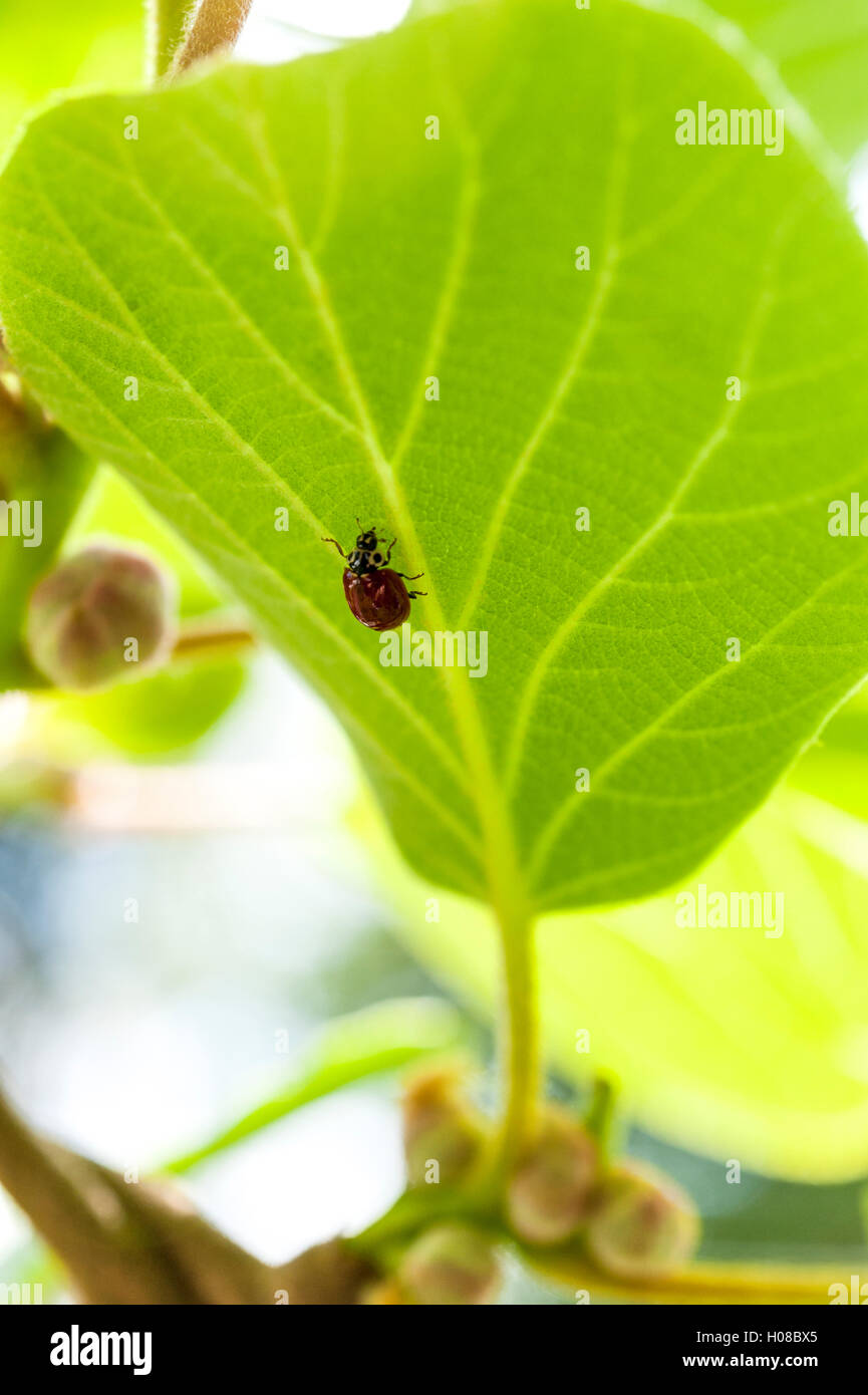 Red ladybug or ladybird, Coccinellidae, crawling on a kiwi plant leaf ...