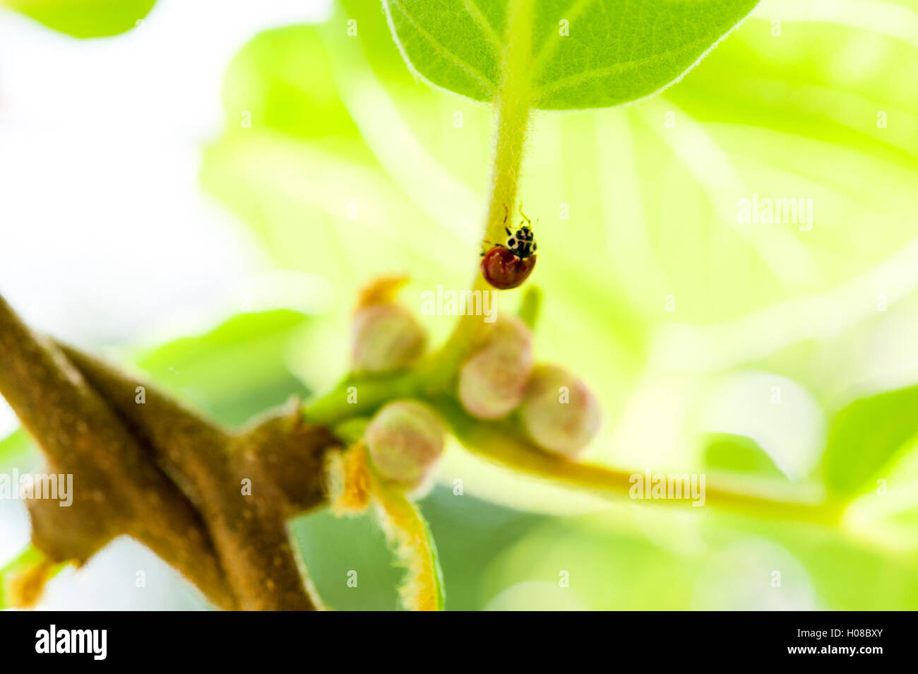 Red ladybug or ladybird, Coccinellidae, crawling on a kiwi vine Stock ...