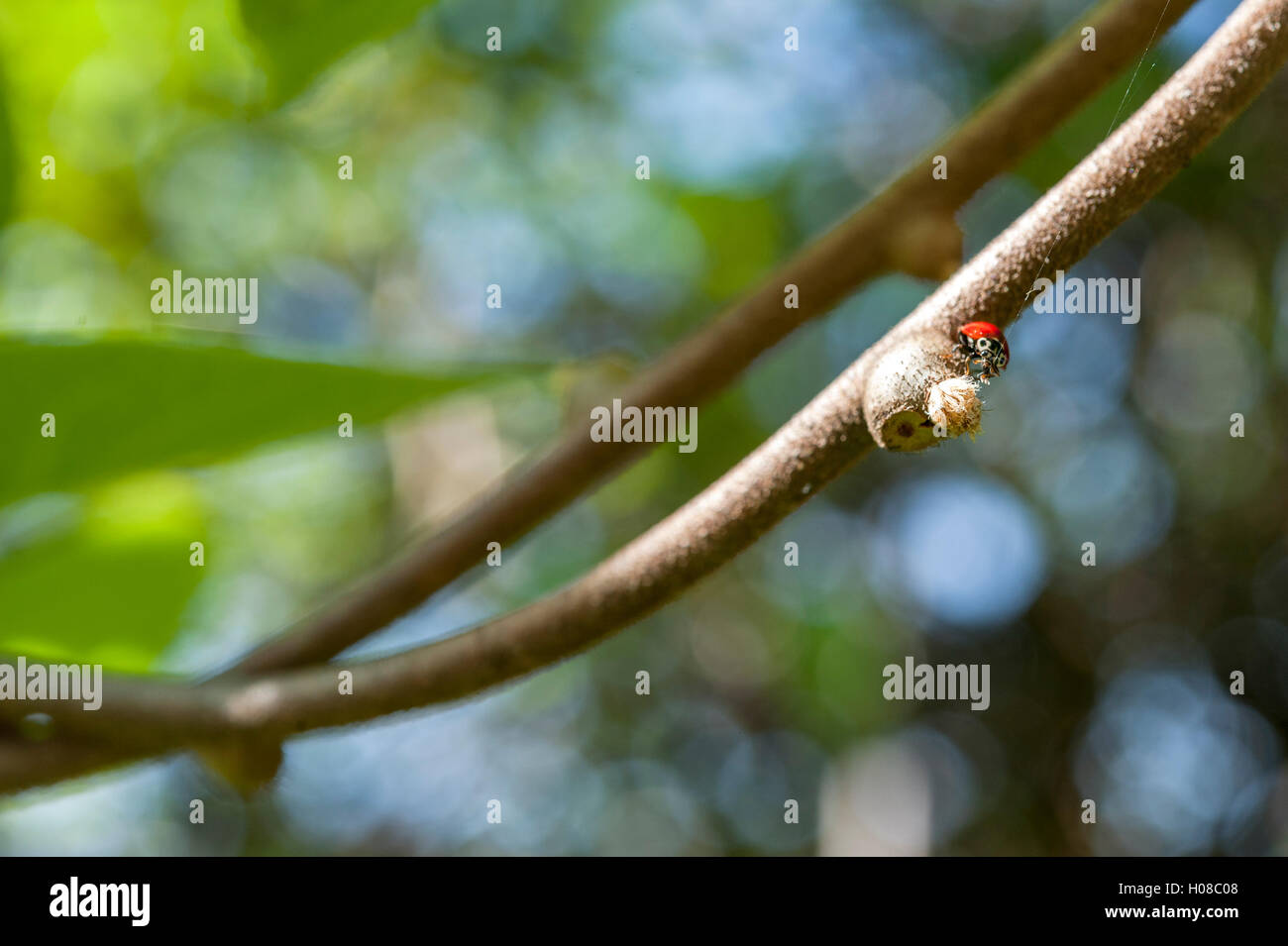 Red ladybug or ladybird, Coccinellidae, crawling on a kiwi vine Stock ...