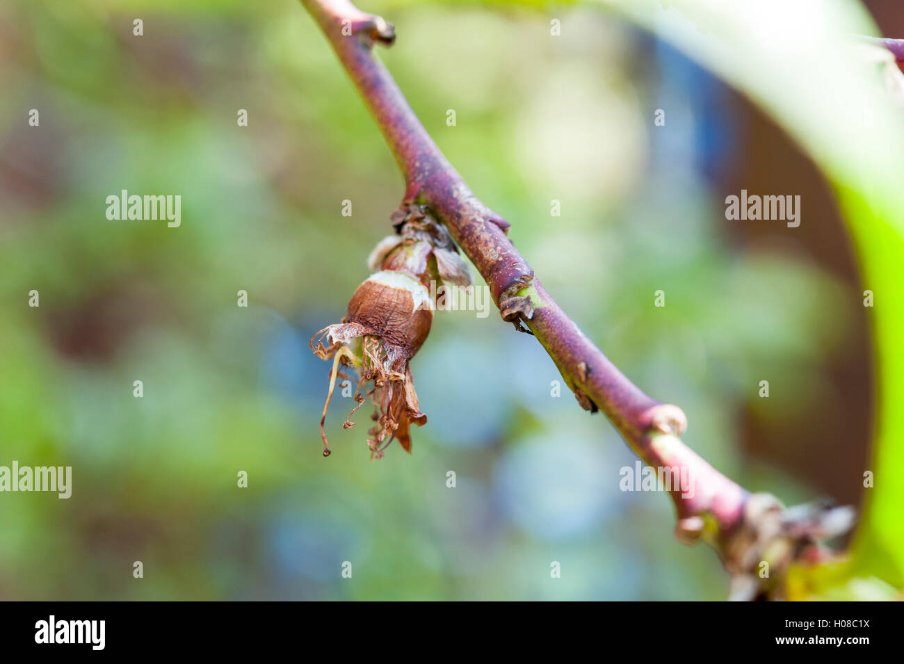 Early flower formation hi-res stock photography and images - Alamy