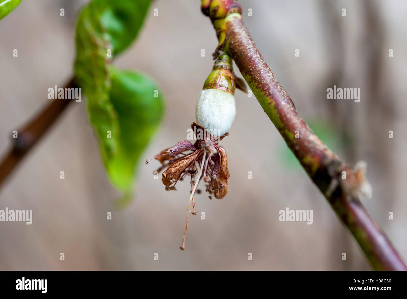 Peach fruit beginning to form after flower blossoms have fallen Stock ...