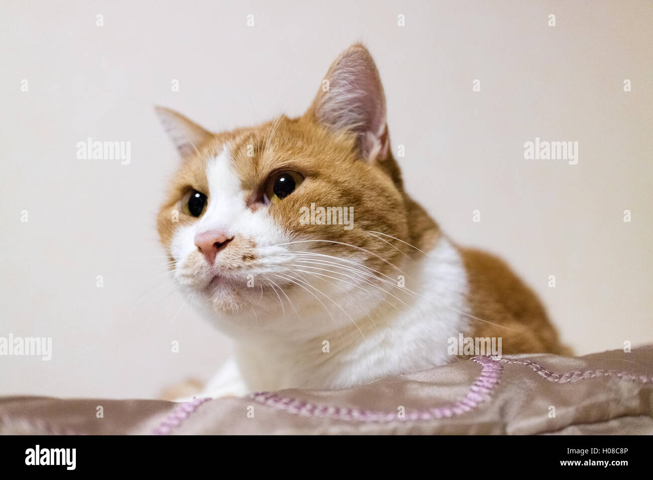 White female cat hi-res stock photography and images - Alamy