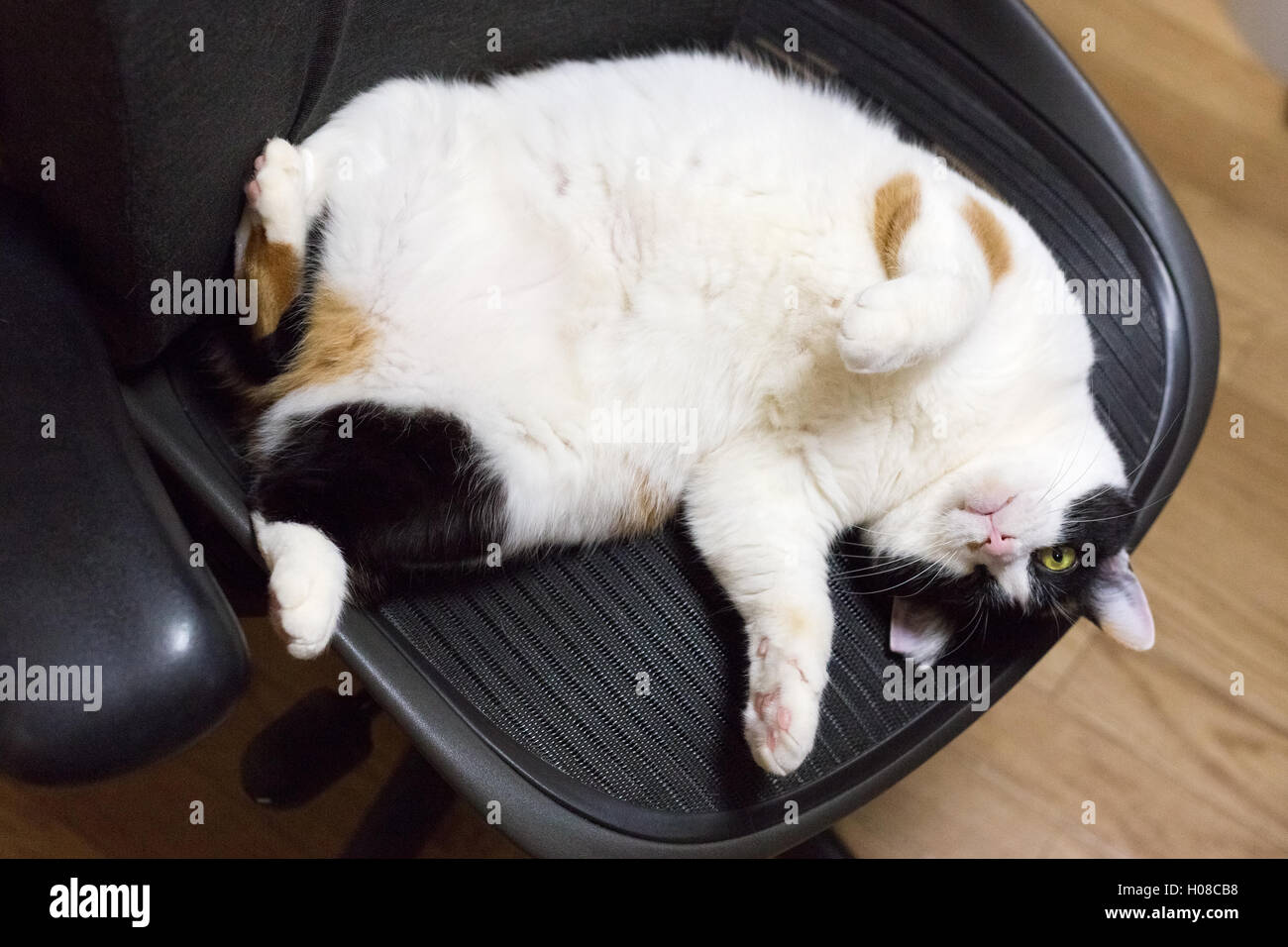 Tricolor / Calico cat, Tokyo, Japan Stock Photo - Alamy