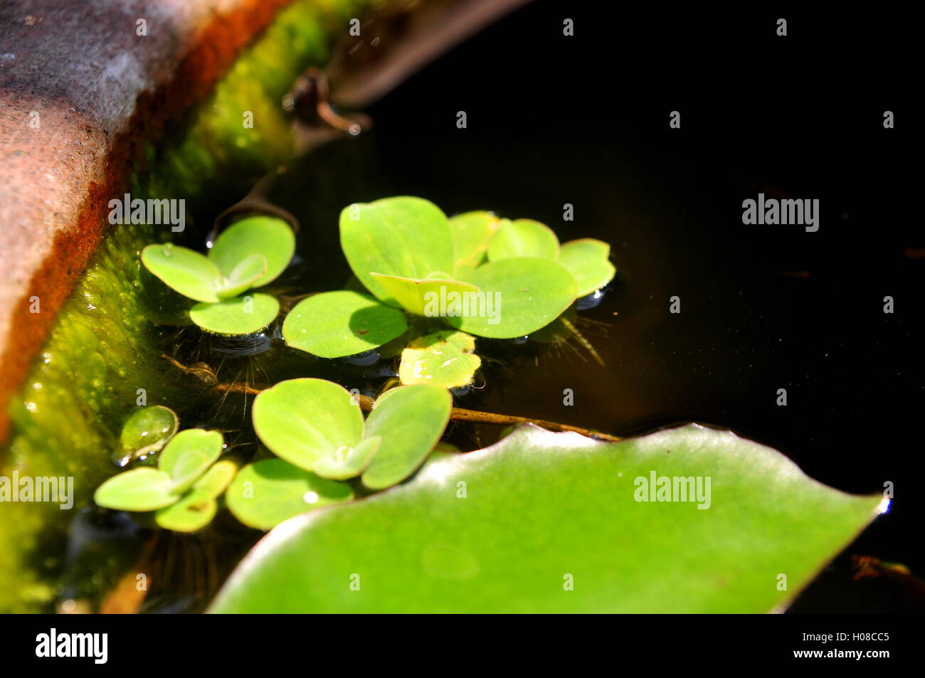 Green duckweed on the water Stock Photo - Alamy