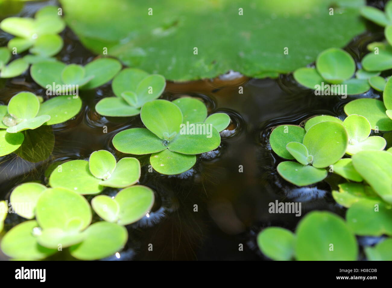 Green duckweed on the water Stock Photo - Alamy