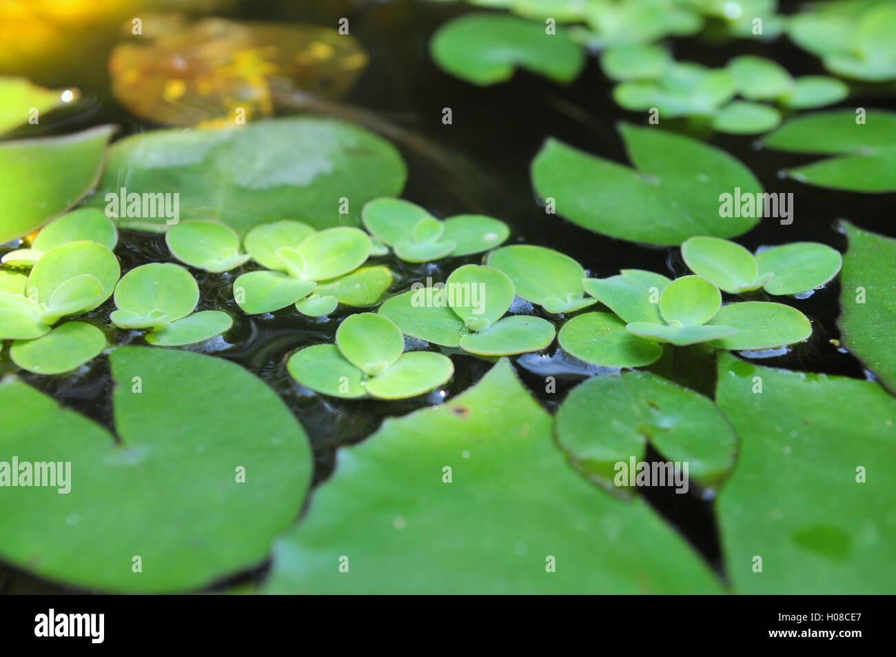 Green duckweed on the water Stock Photo - Alamy