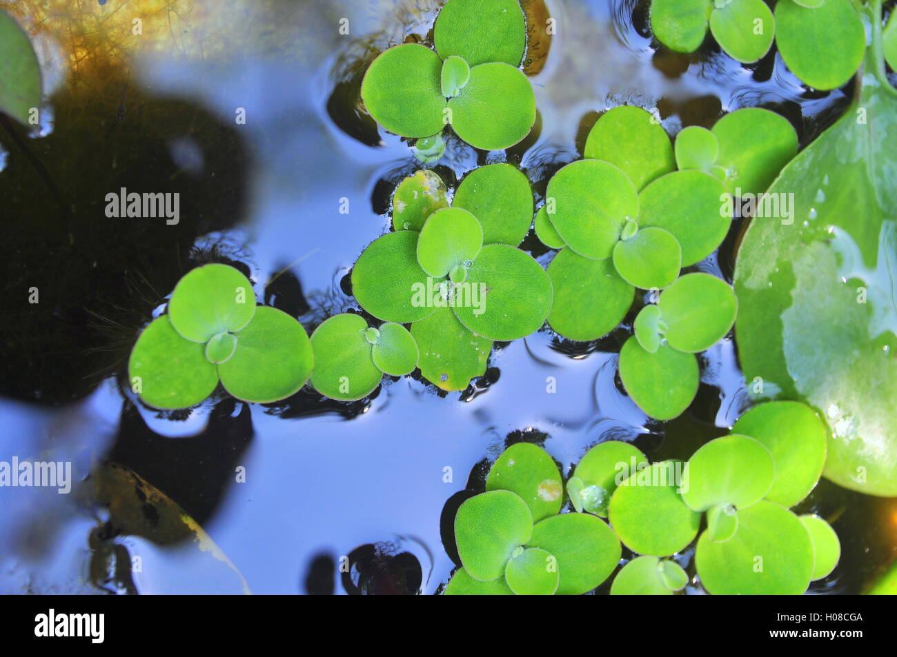 Green duckweed on the water Stock Photo - Alamy