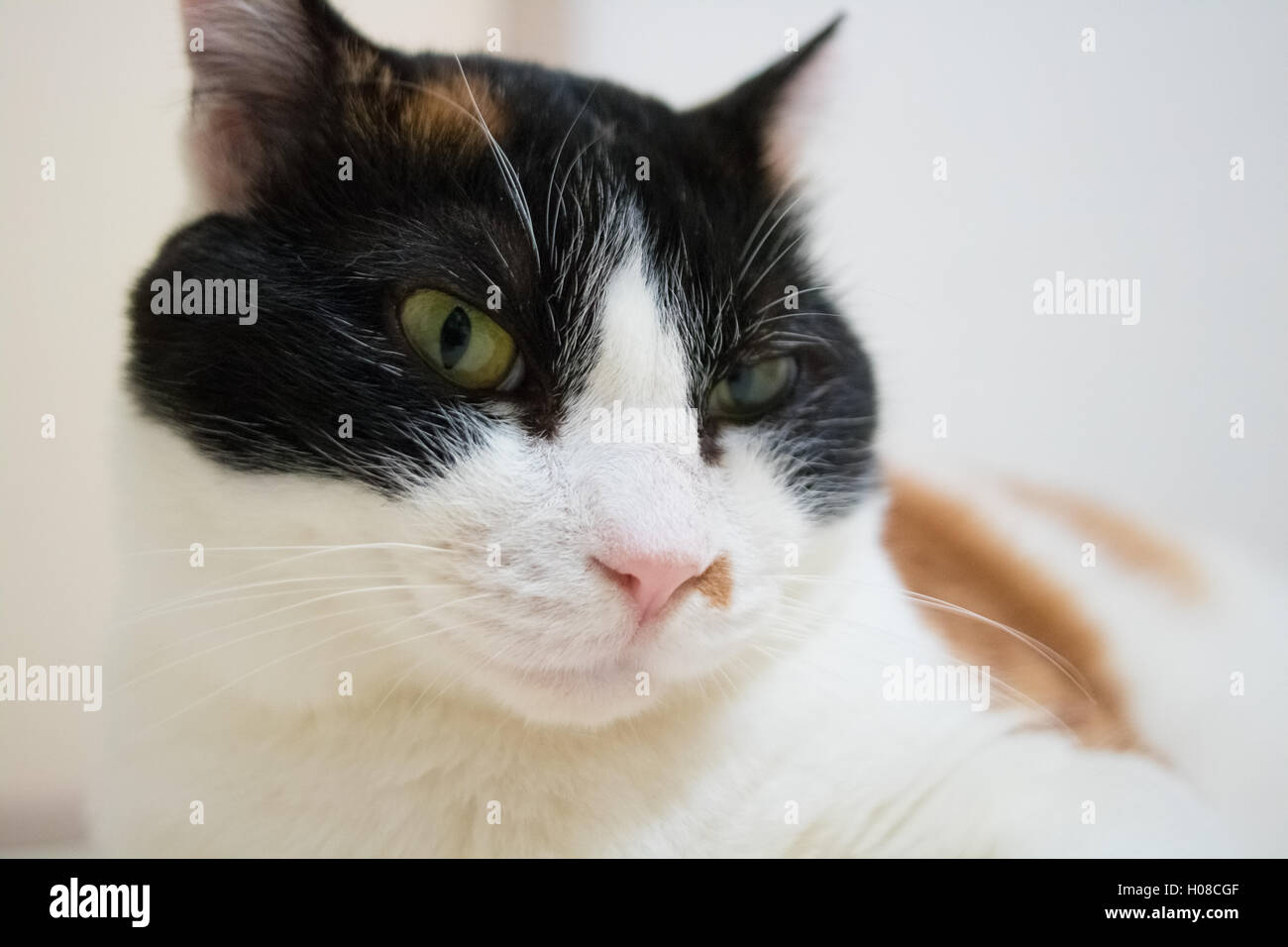 Tricolor / Calico cat, Tokyo, Japan Stock Photo - Alamy