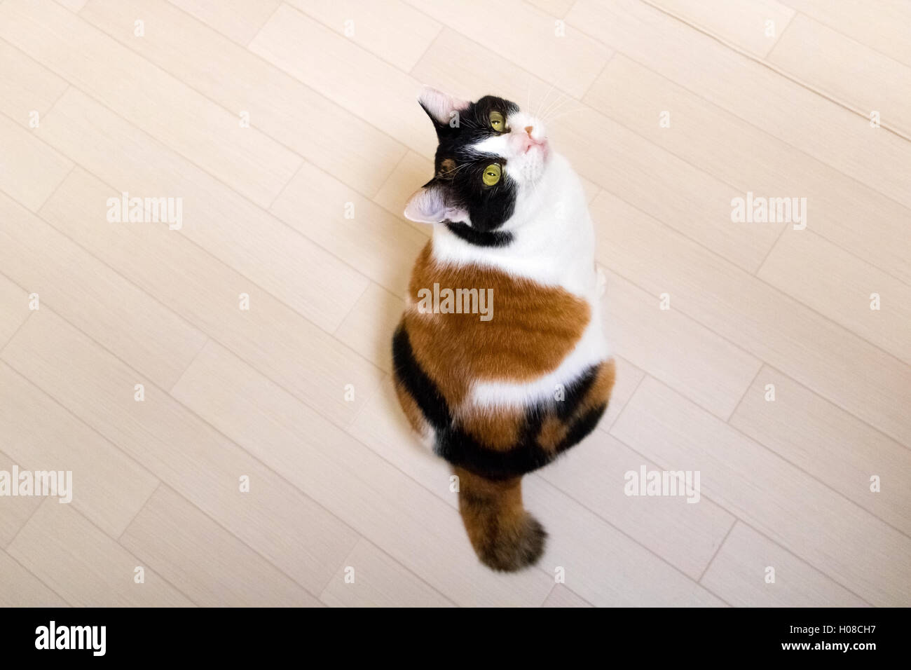 Tricolor / Calico cat, Tokyo, Japan Stock Photo - Alamy